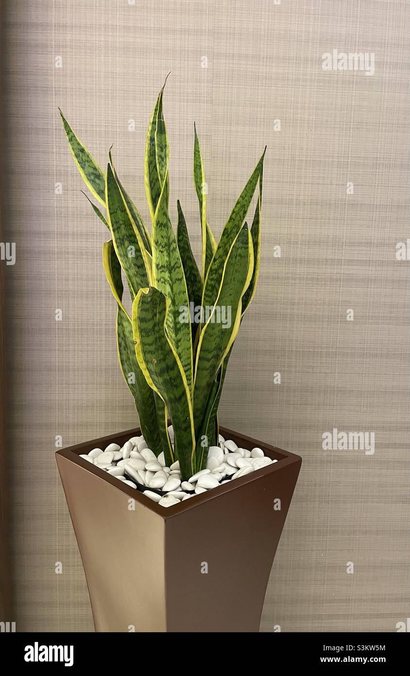 Yellow snake plant hi-res stock photography and images - Alamy