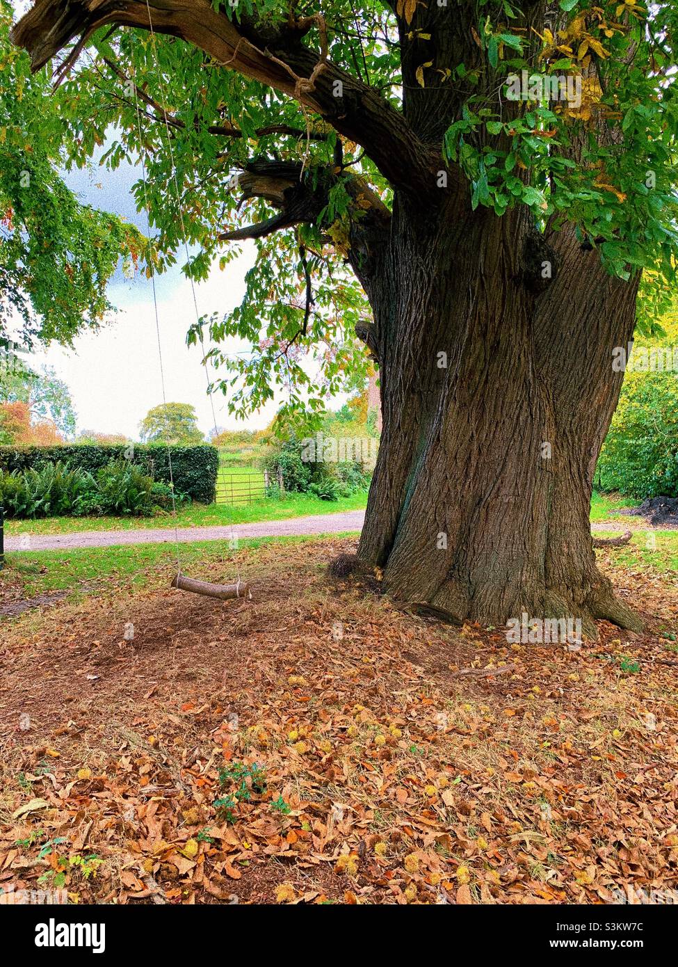 Big tree and swing hi-res stock photography and images - Alamy