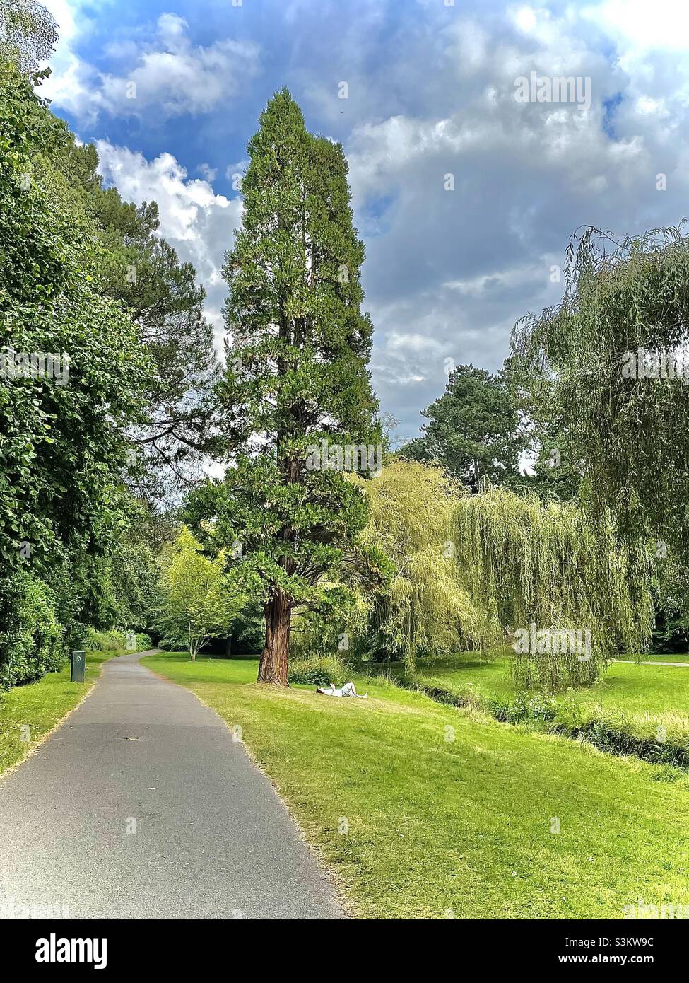 Tree under sun hi-res stock photography and images - Alamy