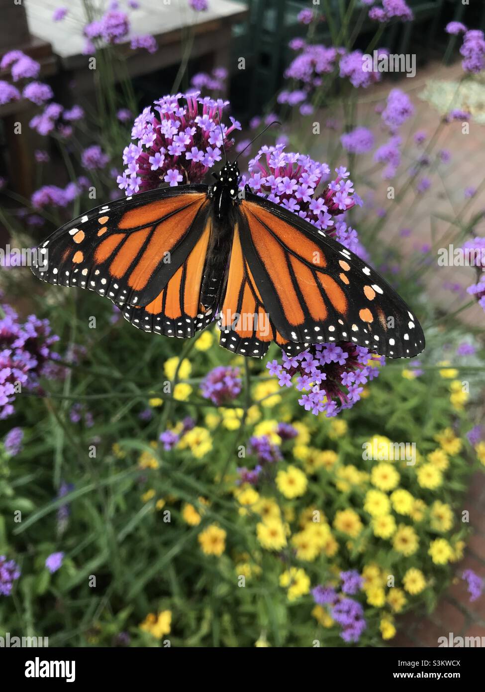 Monarch butterfly and flowers hi-res stock photography and images - Alamy