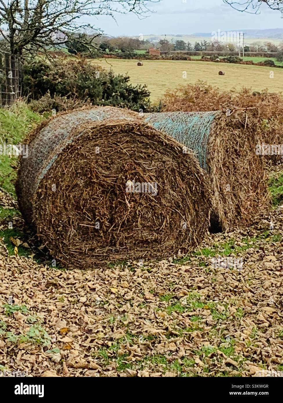 Bails of hay Brecon Beacons U.K Stock Photo - Alamy