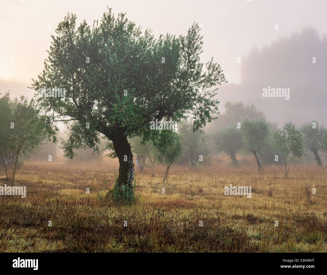 Olive trees in the morning mist, early autumn in Central Portugal Stock ...
