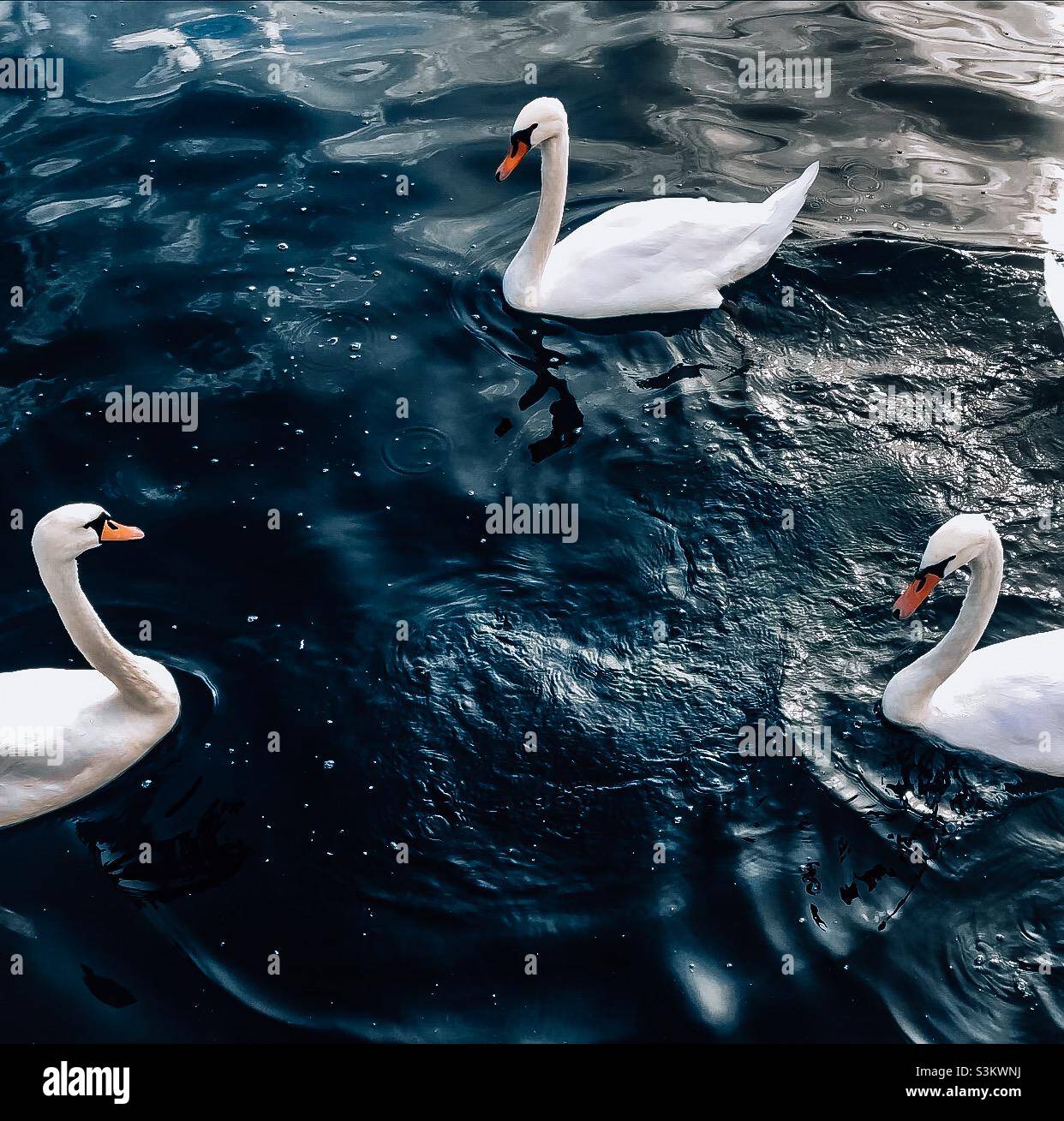 Calm swans hi-res stock photography and images - Alamy