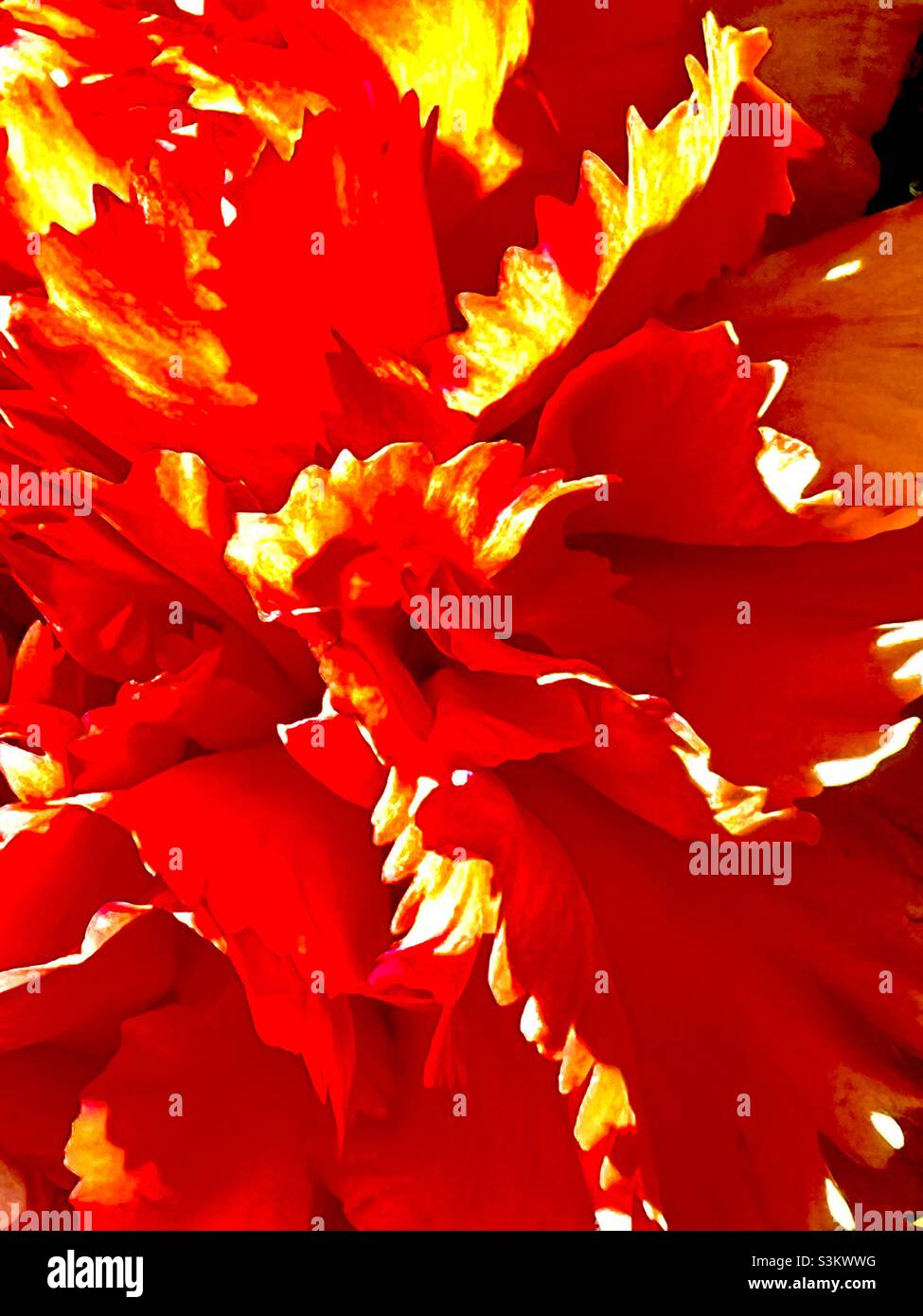 Burst Flower High Resolution Stock Photography and Images - Alamy