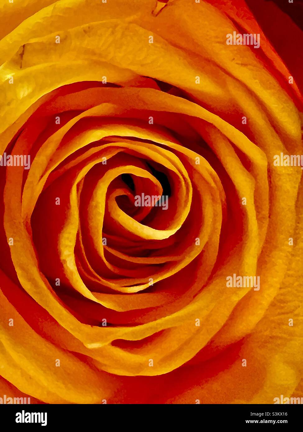 Rose swirl hi-res stock photography and images - Alamy