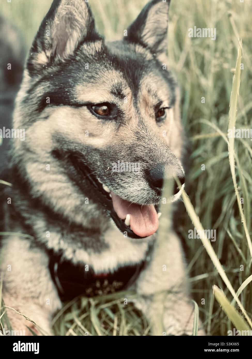 Happy Rescue Dog High Resolution Stock Photography and Images - Alamy