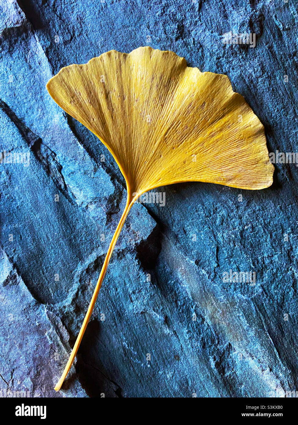 Fall color - ginkgo leave on grey stone Stock Photo - Alamy