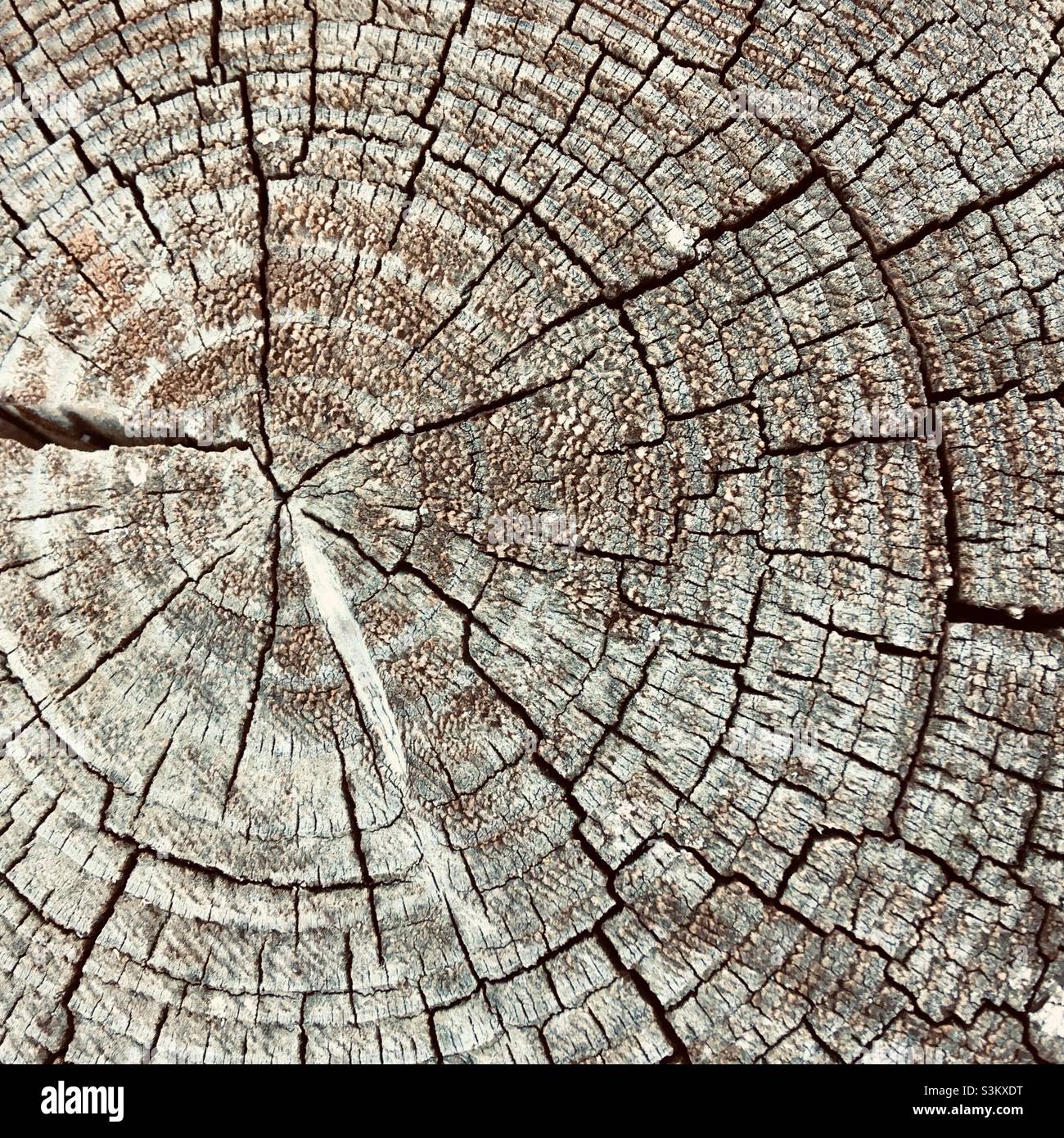 Age section cross cross section hi-res stock photography and images - Alamy