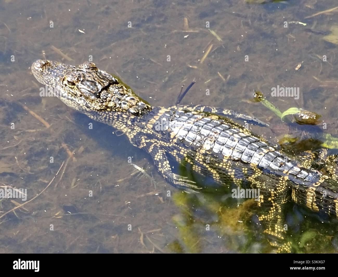 Alligator baby hi-res stock photography and images - Alamy