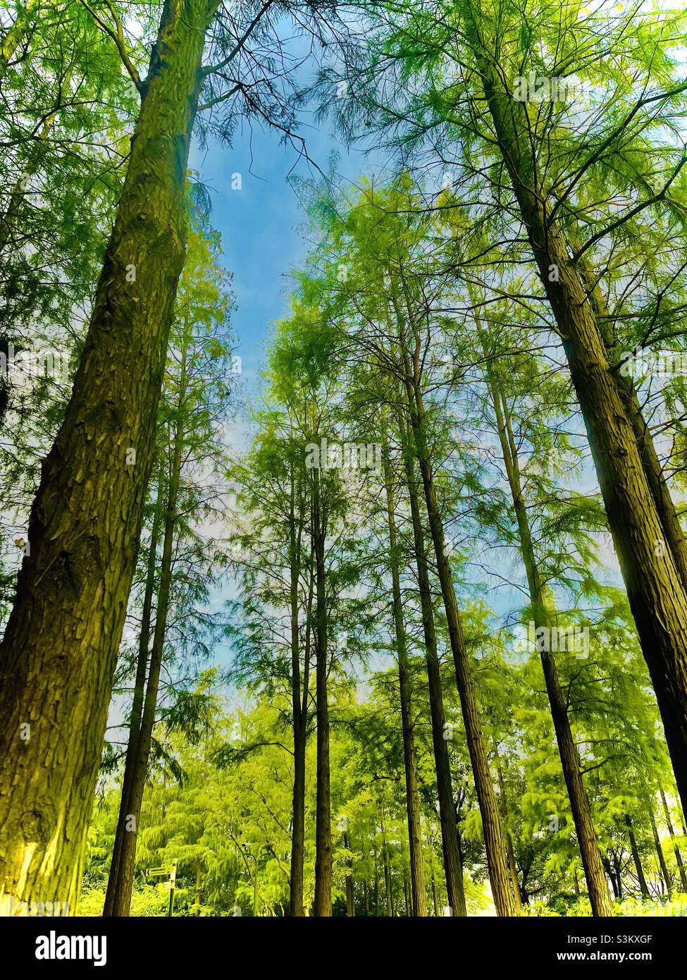 Gloriously Tall and Gorgeous Trees Stock Photo - Alamy