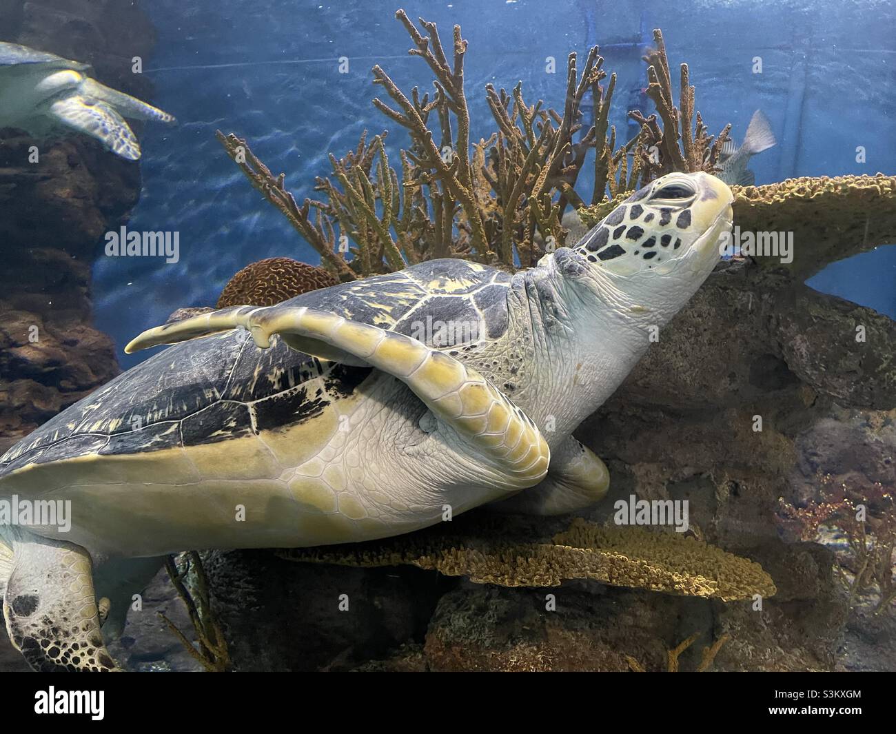 Sad turtle hi-res stock photography and images - Alamy