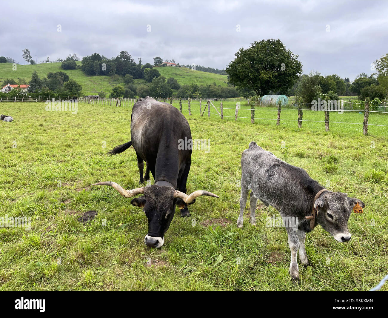 Tudancas hi-res stock photography and images - Alamy