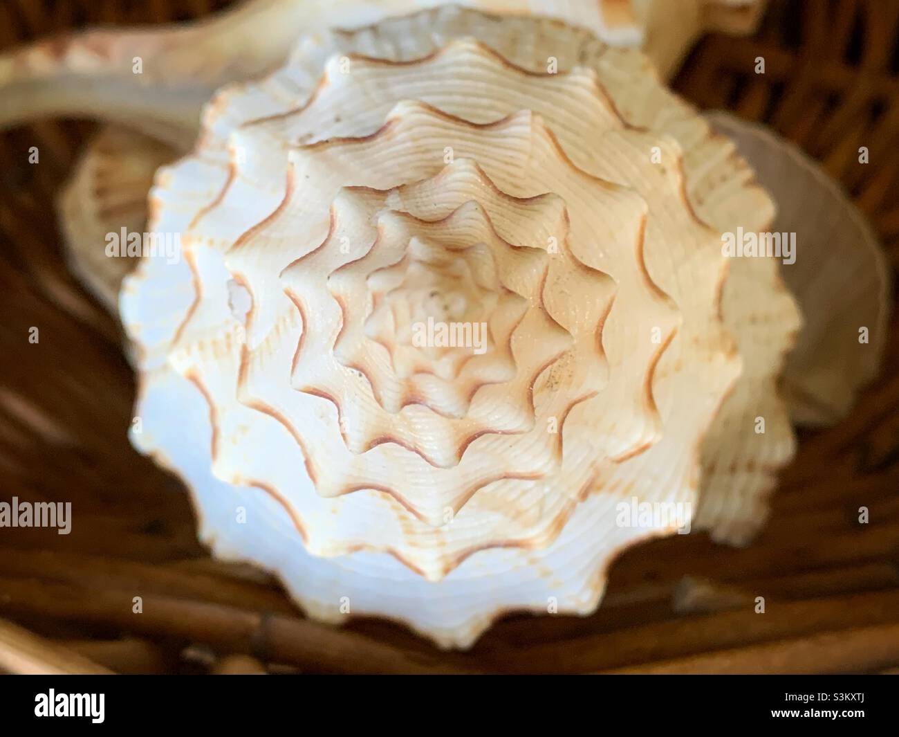 Fluted spirals of a sea shell Stock Photo - Alamy