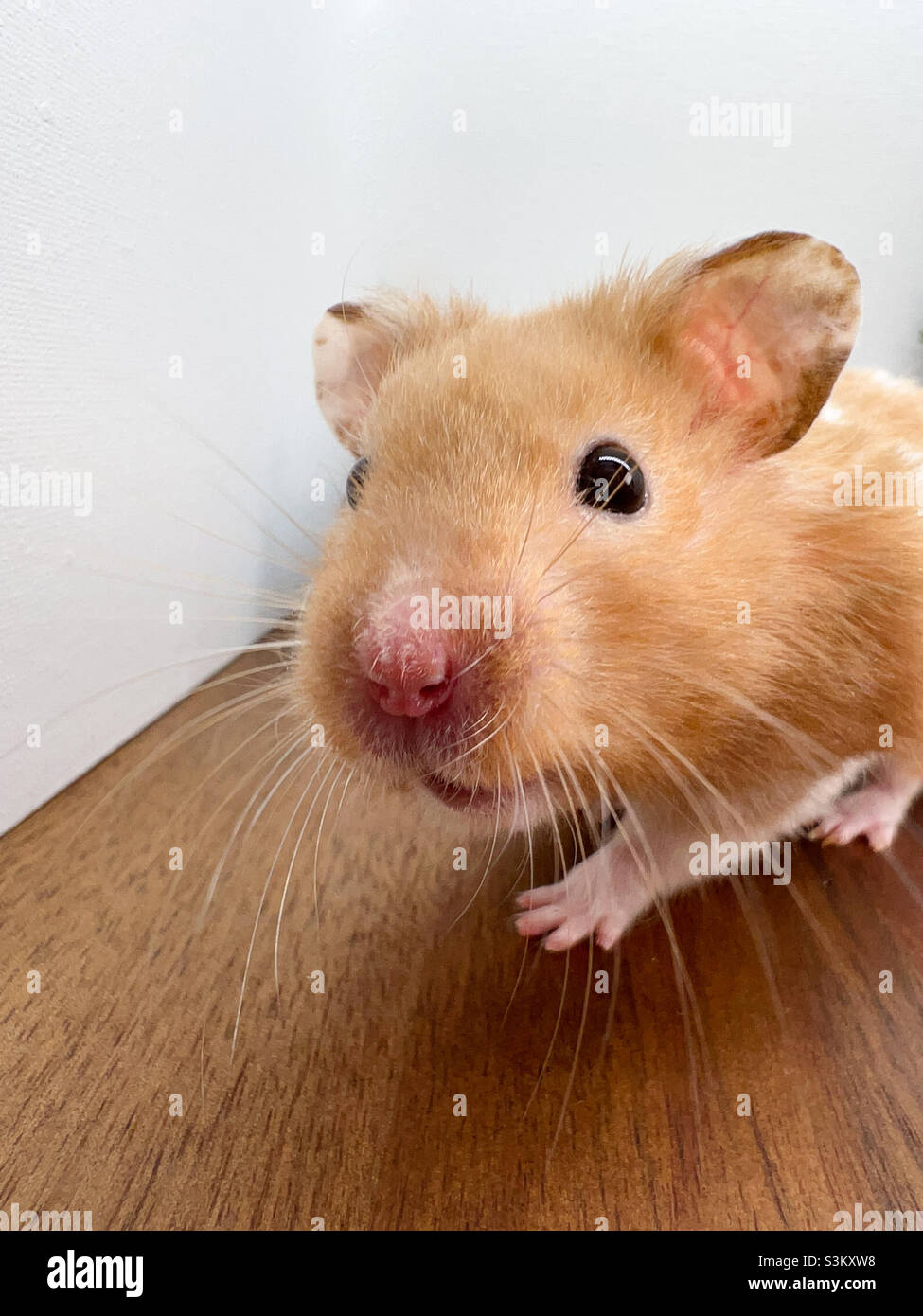 Hamster whiskers hi-res stock photography and images - Alamy