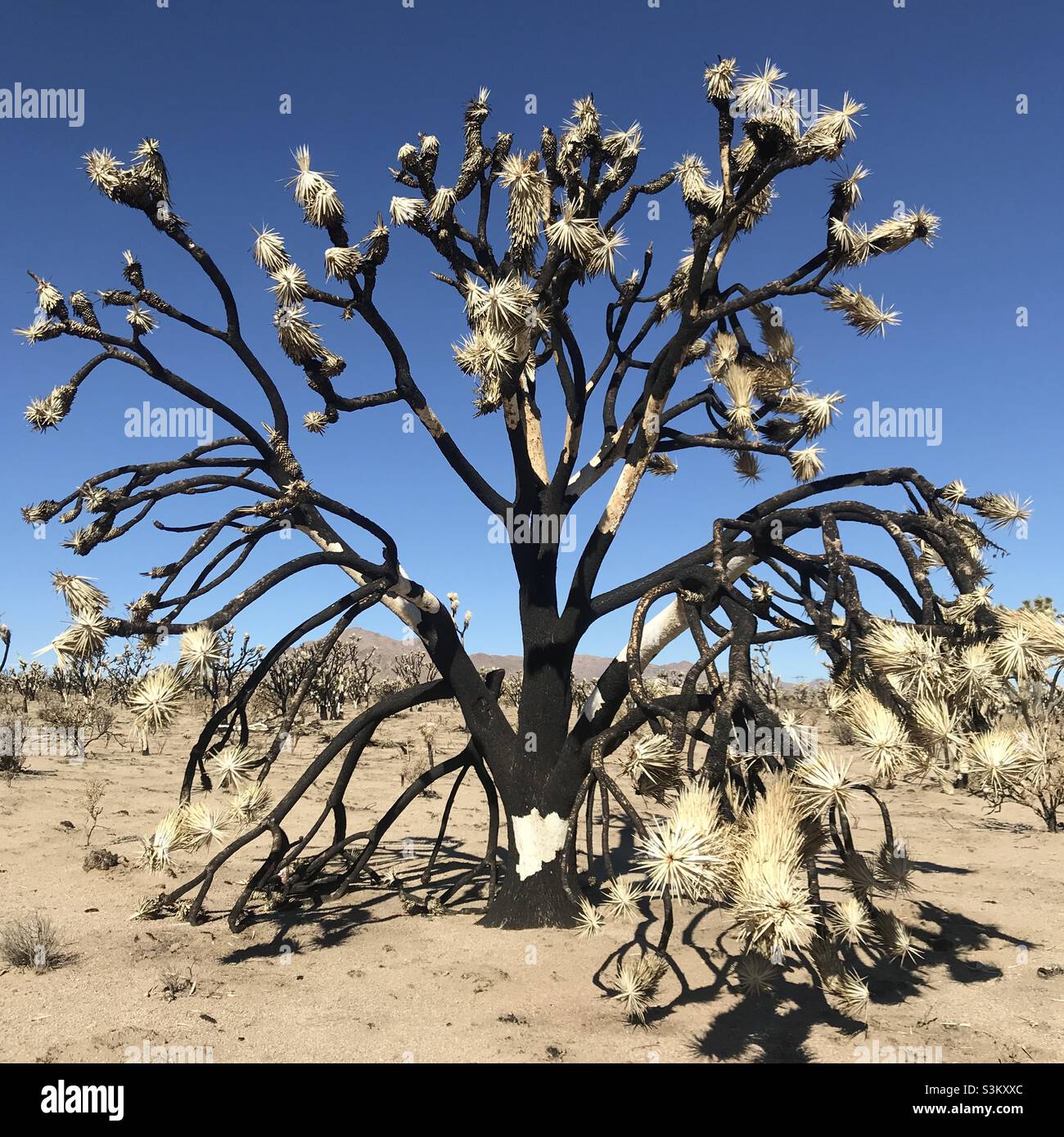 Burn in mojave desert hi-res stock photography and images - Alamy