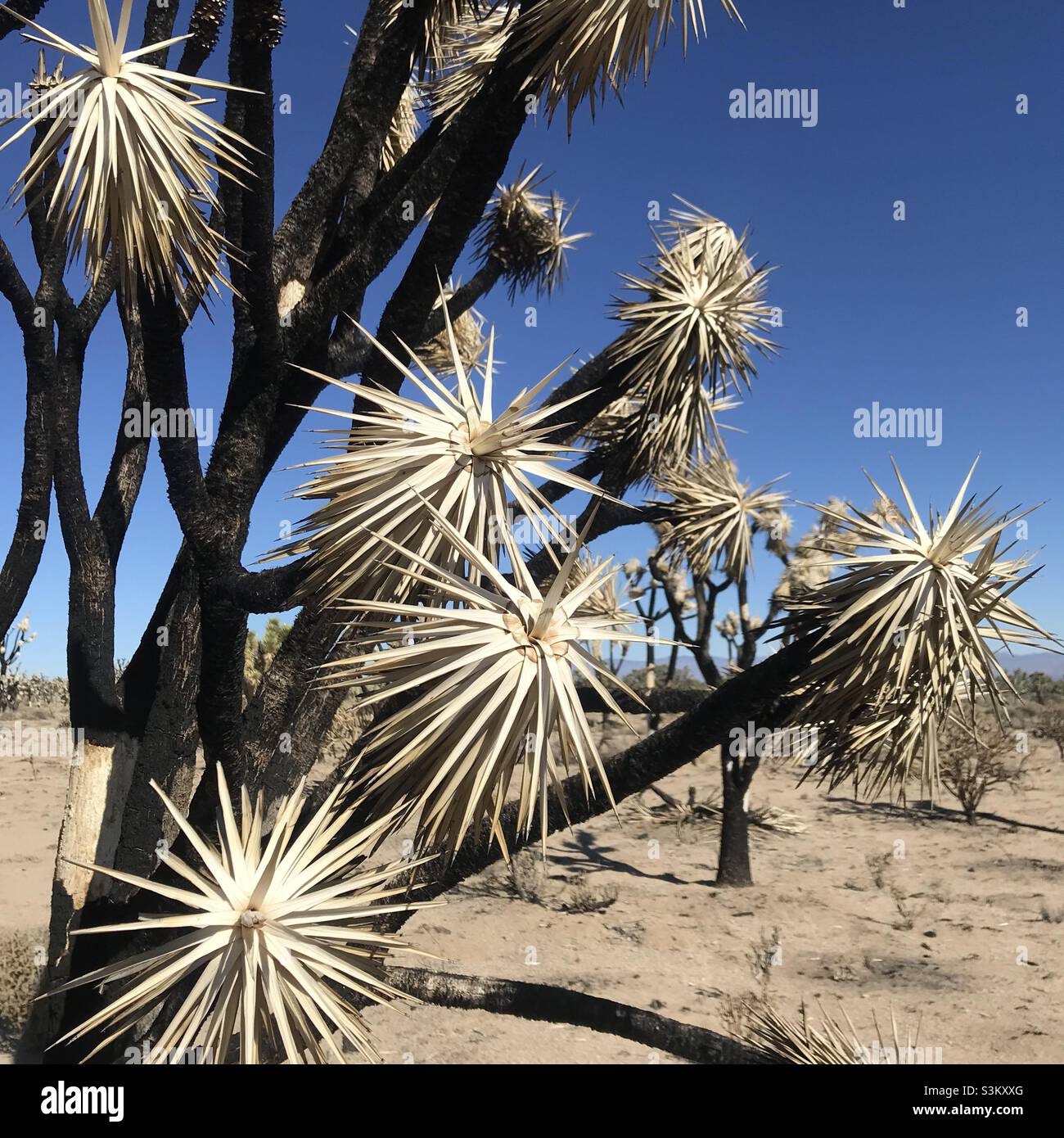 Desert burned hi-res stock photography and images - Alamy