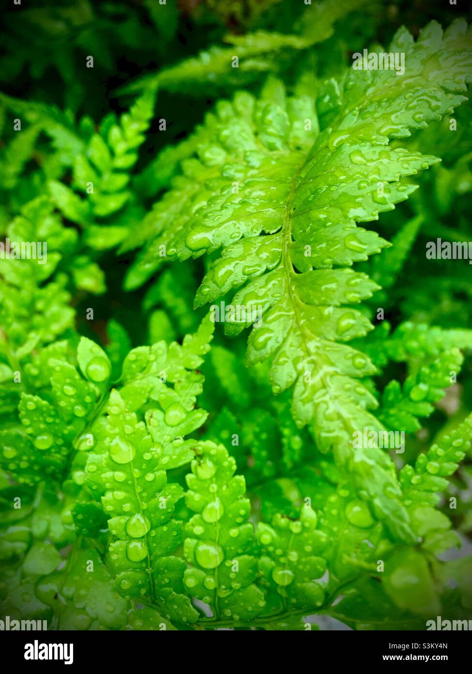 Water green nature hi-res stock photography and images - Alamy