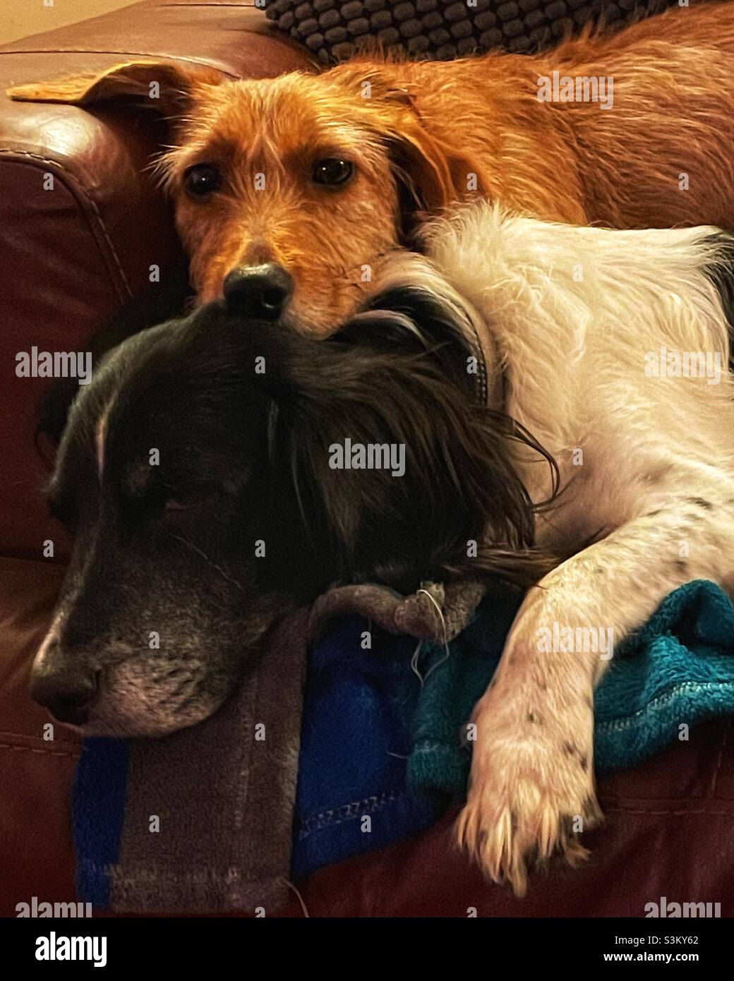 Basset cross spaniel hi-res stock photography and images - Alamy