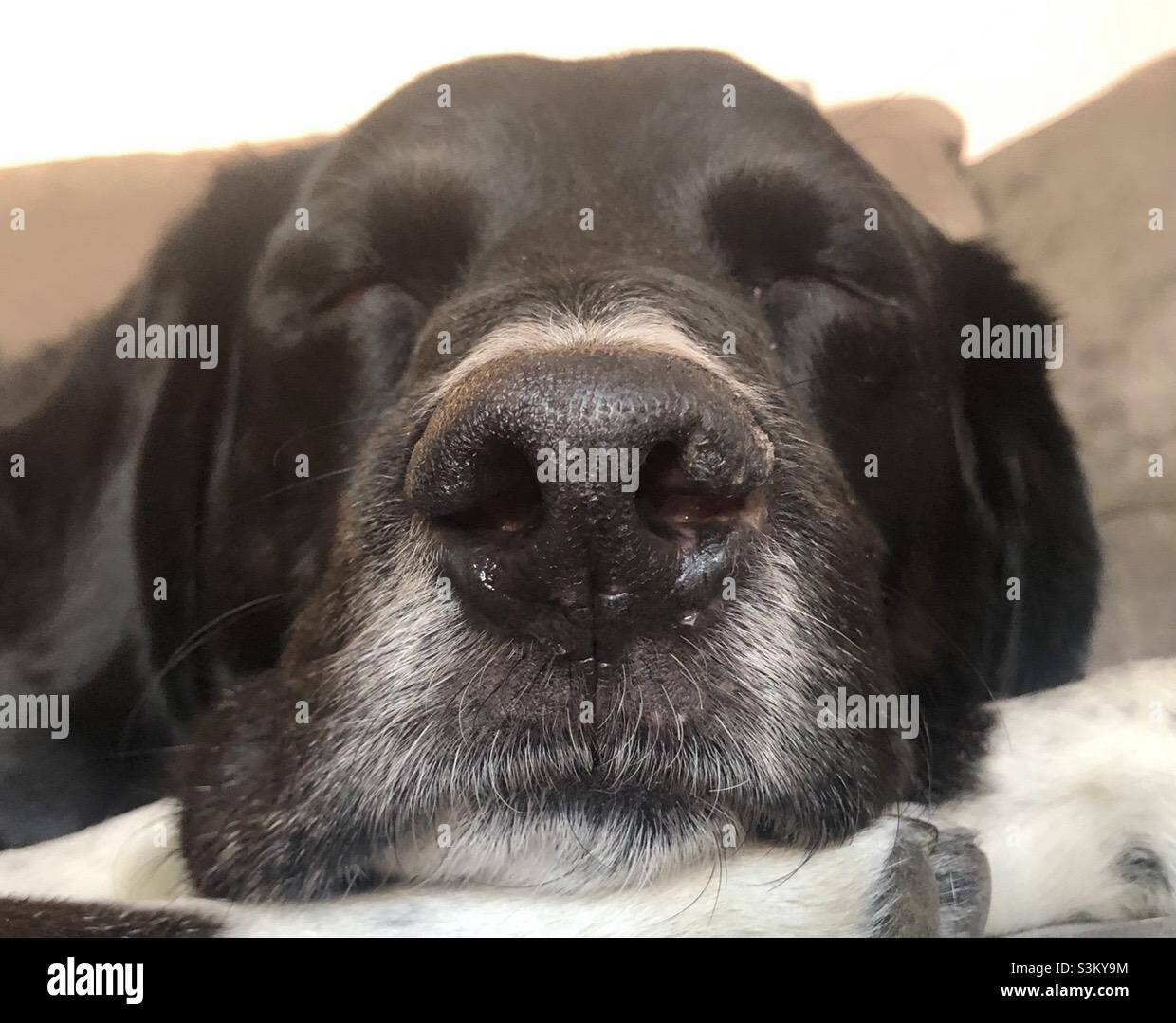 Rufus the Dog - sleeping Stock Photo - Alamy