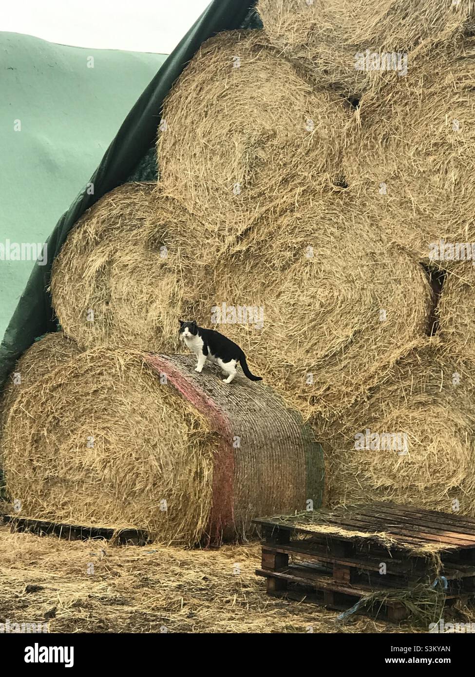 Black cat flag hi-res stock photography and images - Alamy