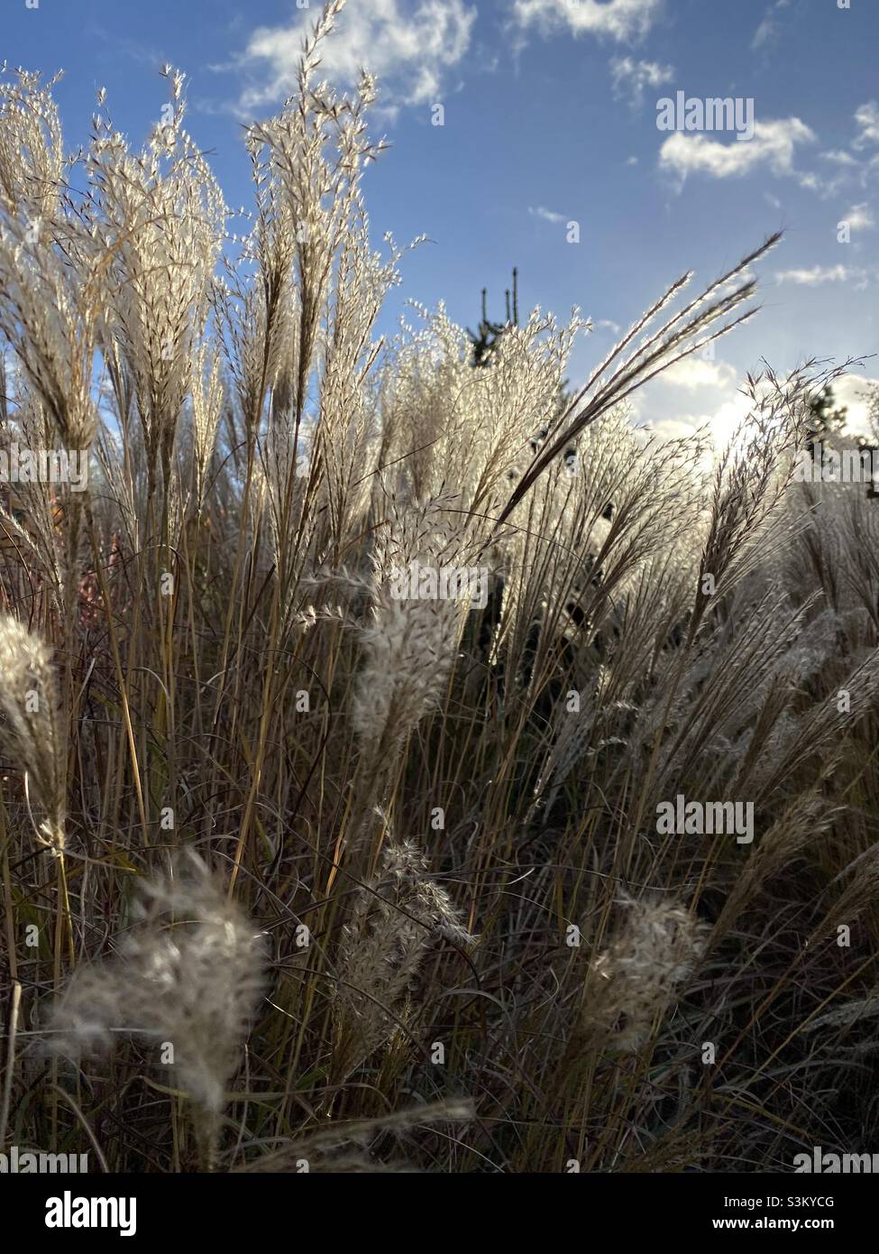 Chinese silver grass hi-res stock photography and images - Alamy