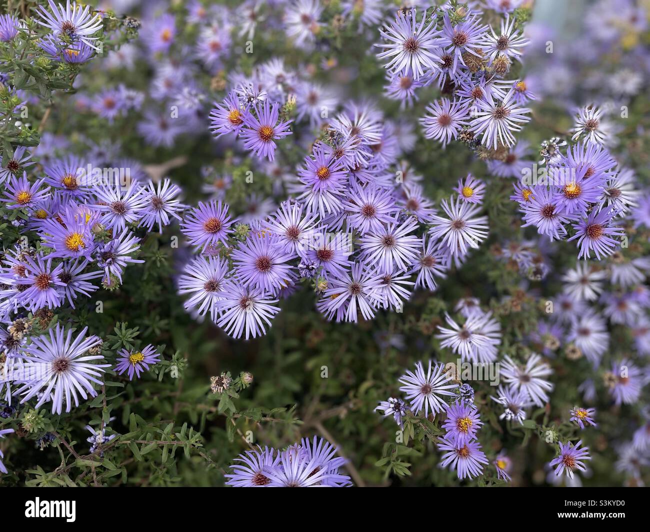 Purple flowers throughout First Ward Park of Charlotte Stock Photo - Alamy