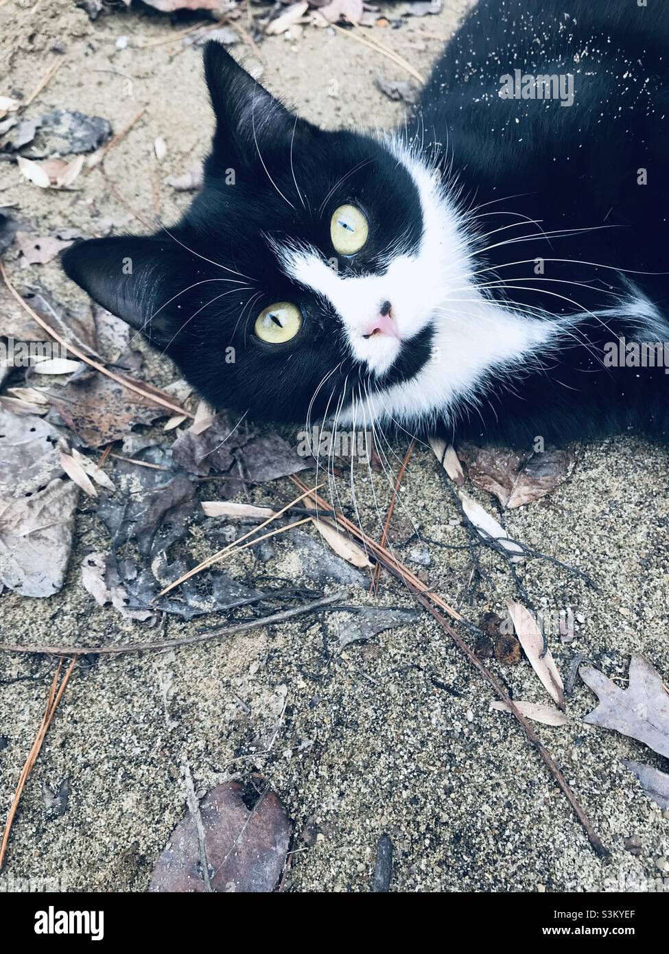 Ferocious predator hi-res stock photography and images - Alamy