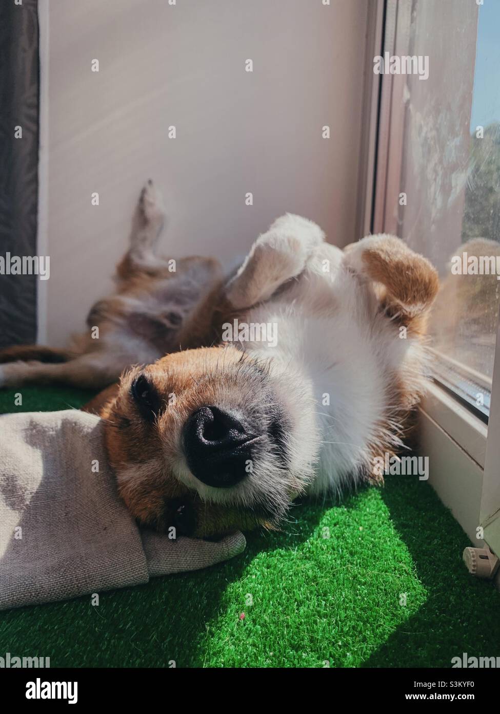 The funny dog is fooling on the window in the sunlight Stock Photo - Alamy
