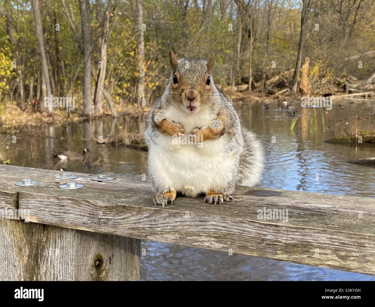 Surprised Squirrel High Resolution Stock Photography and Images - Alamy