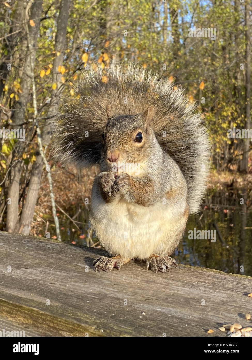 Ontario squirrels hi-res stock photography and images - Alamy