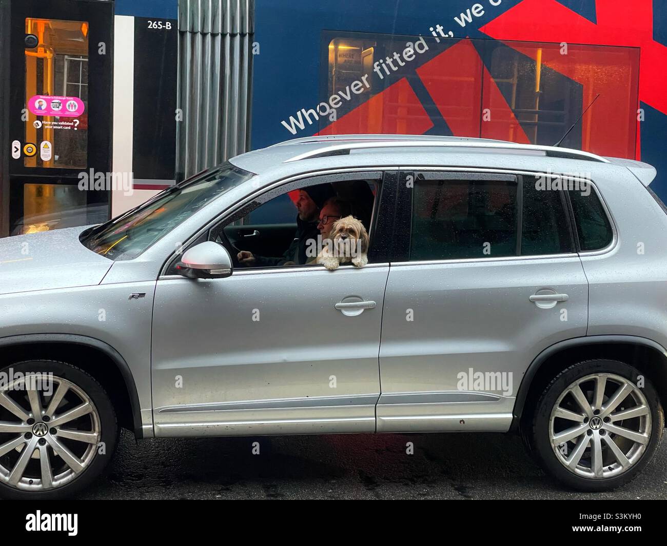 Little dog leaning out of a car window in a traffic jam Stock Photo - Alamy