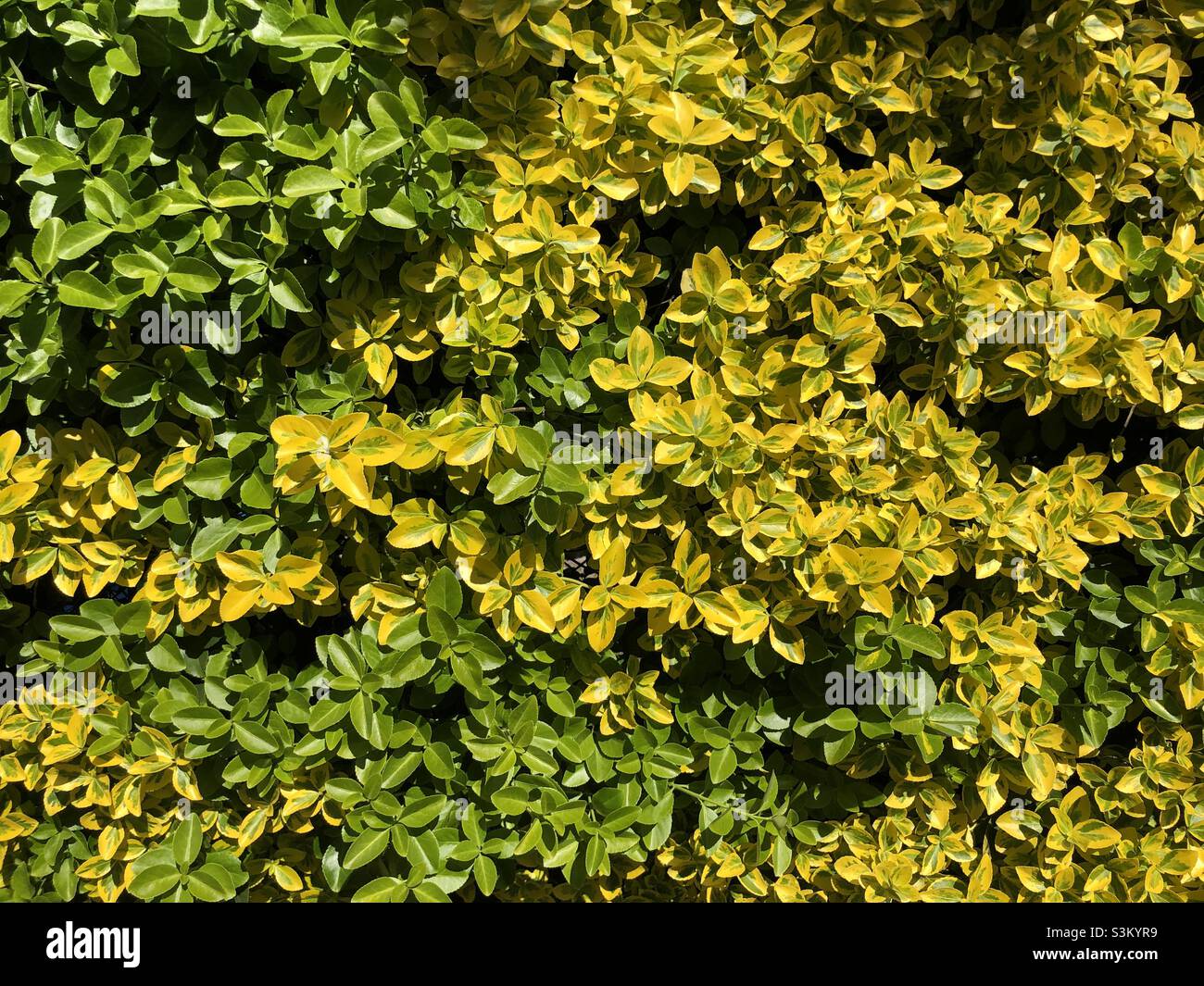 Hedges With Yellow And Green Leaves at Nicole Drinkard blog