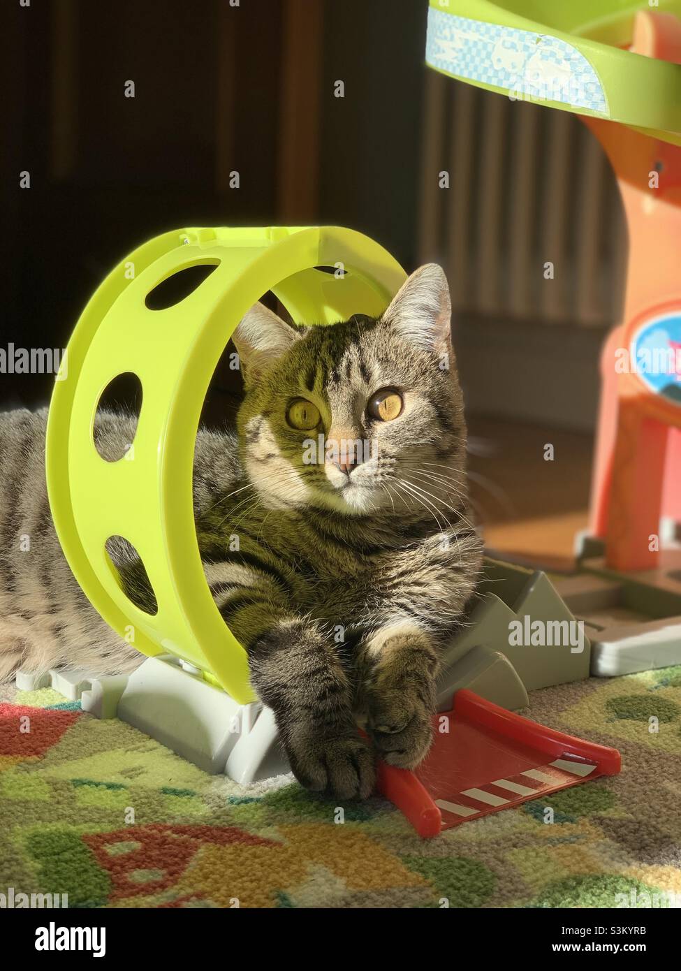Gatto cat hi-res stock photography and images - Alamy