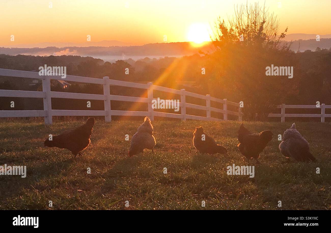 Chickens in the sunrise Stock Photo - Alamy