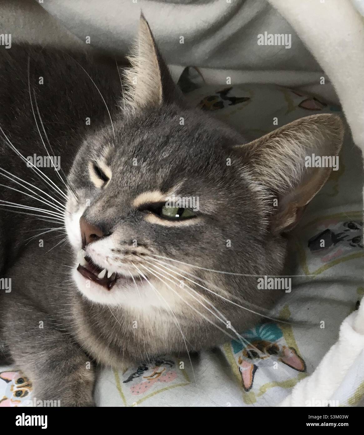 Scheming cat hi-res stock photography and images - Alamy