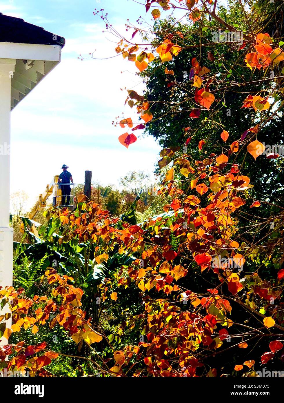 Man labor trees hi-res stock photography and images - Alamy