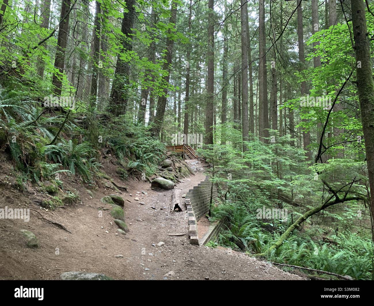 Greenery pathway hi-res stock photography and images - Alamy