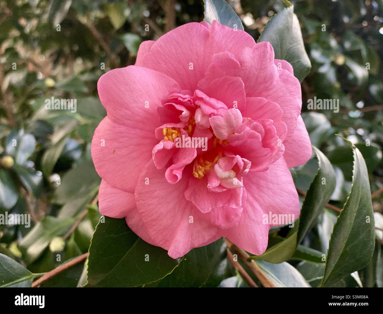 Pink double camellia hi-res stock photography and images - Alamy