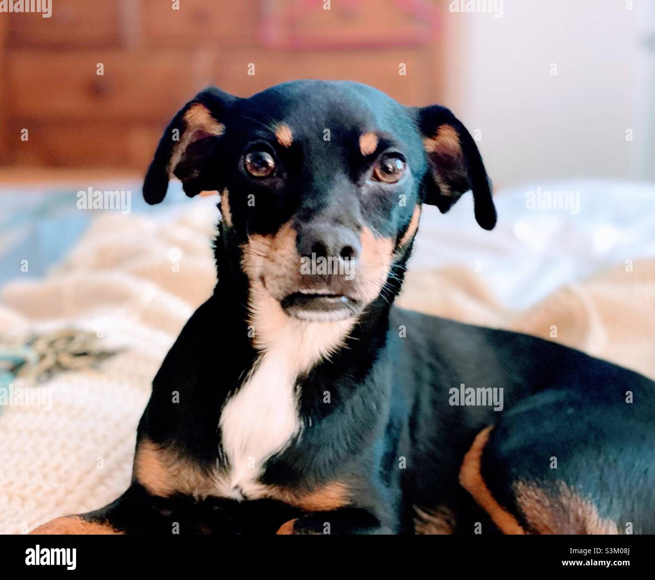 Mini pin hi-res stock photography and images - Alamy