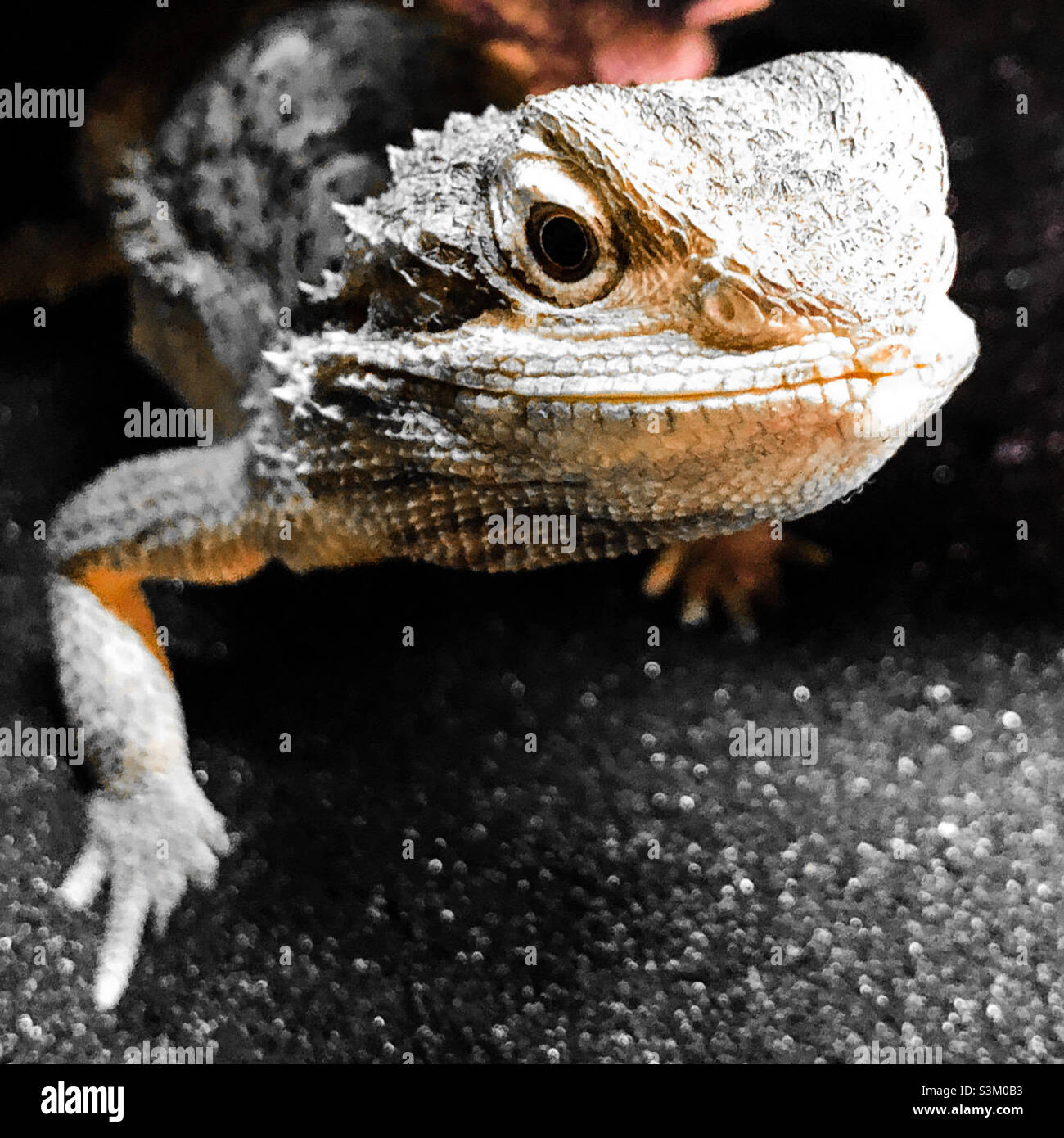 The rankins hi-res stock photography and images - Alamy