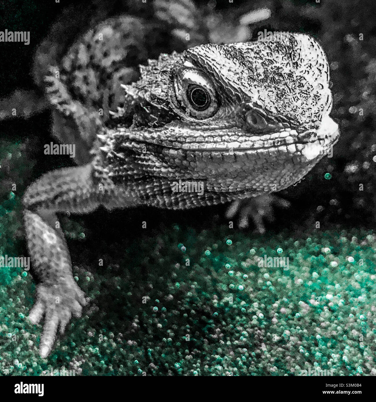 The rankins hi-res stock photography and images - Alamy