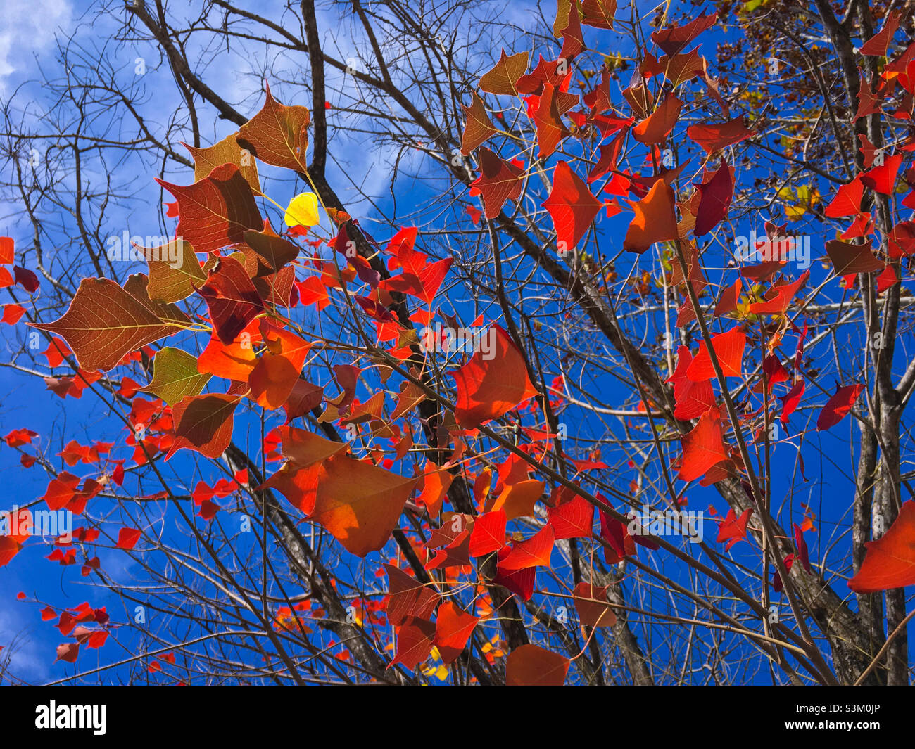 Fall red leaves hi-res stock photography and images - Alamy