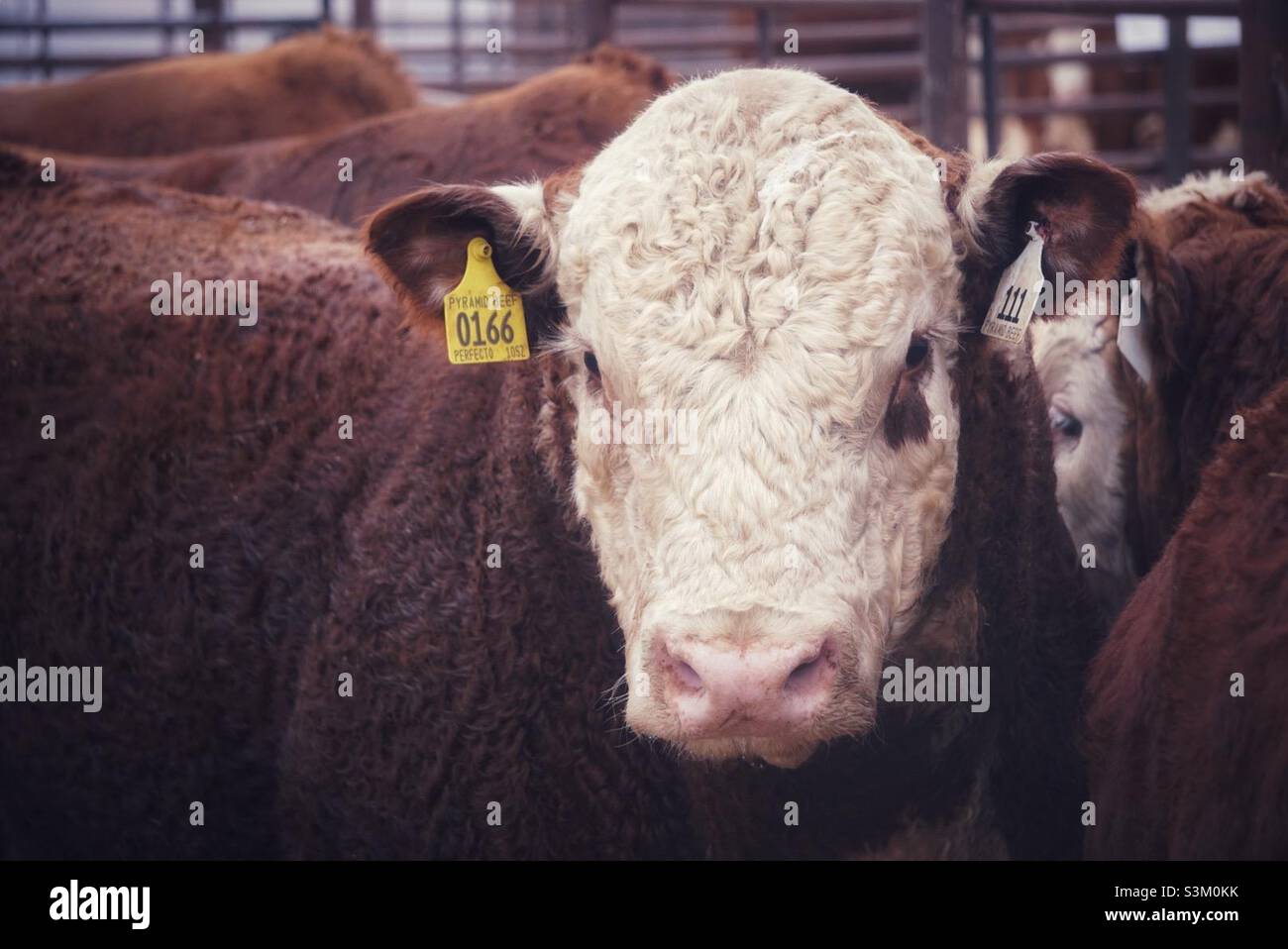 Bulls balls hi-res stock photography and images - Alamy
