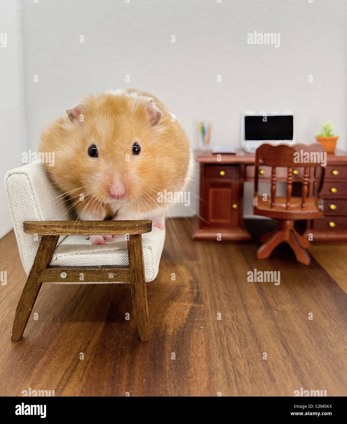 Cute Syrian Hamster Psychiatrist in an office Stock Photo - Alamy