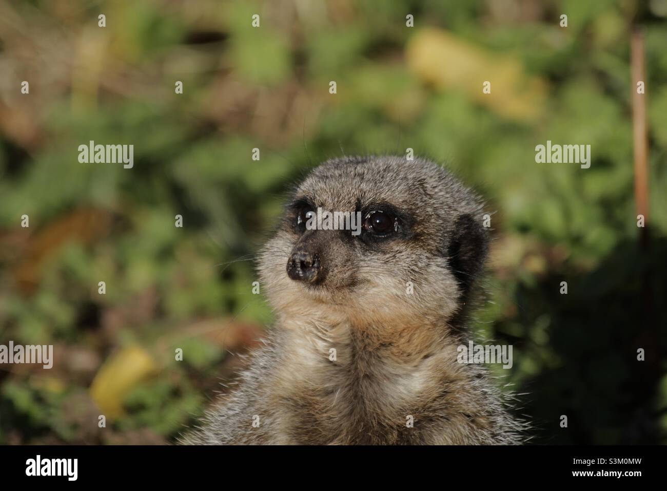 Devon Zoo High Resolution Stock Photography and Images - Alamy