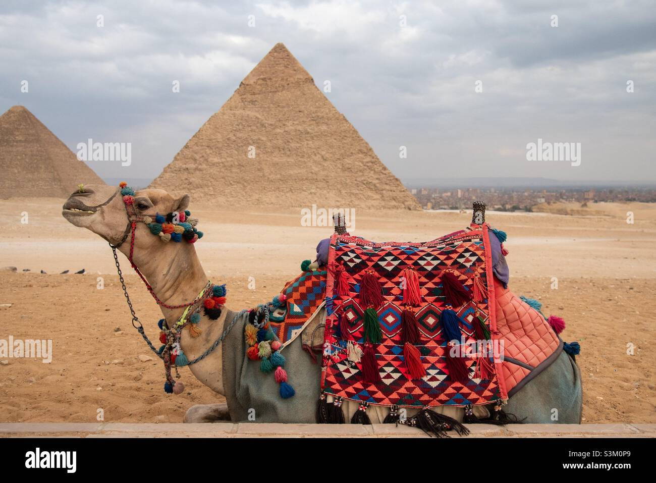 An Egyptian camel and the pyramids behind him Stock Photo - Alamy