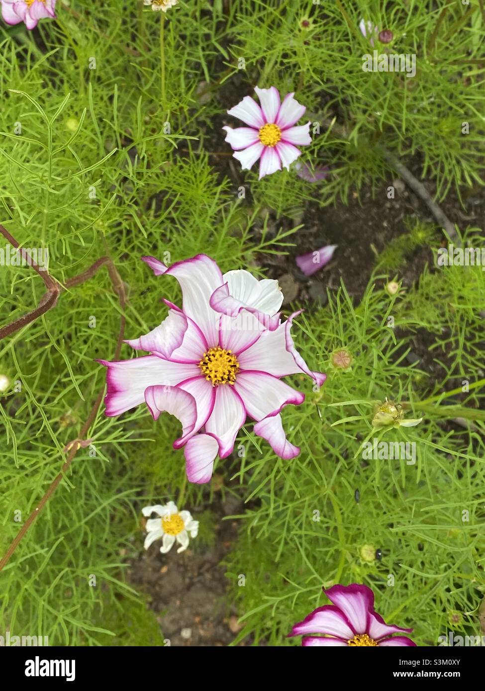 Cosmos flowers in garden of Vergelegen Estate, cape Winelands, South ...