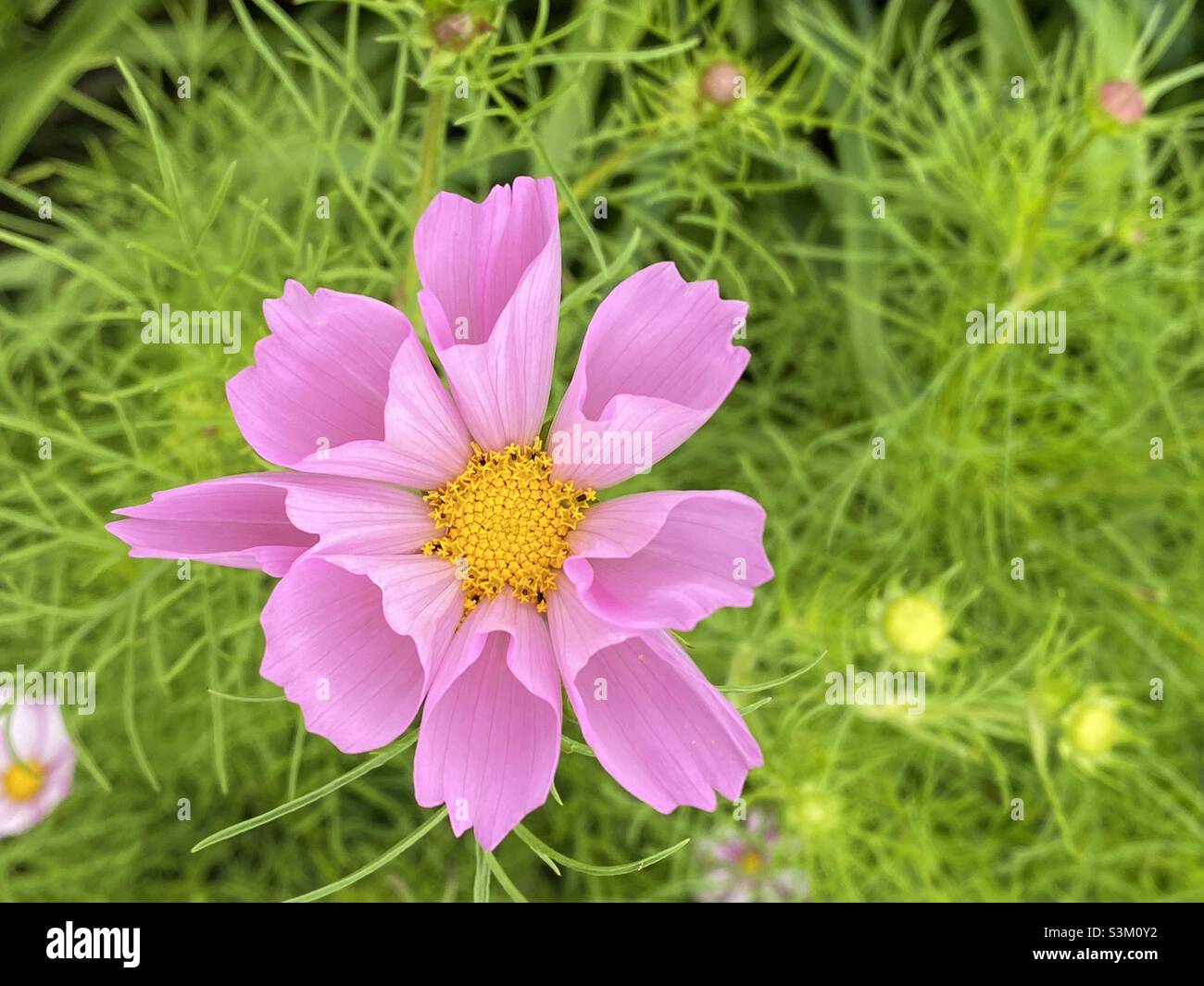 Pink Cosmos bipinnatus flower with fluted petals Stock Photo - Alamy