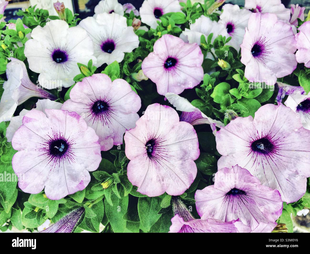 Petunia plant hi-res stock photography and images - Alamy