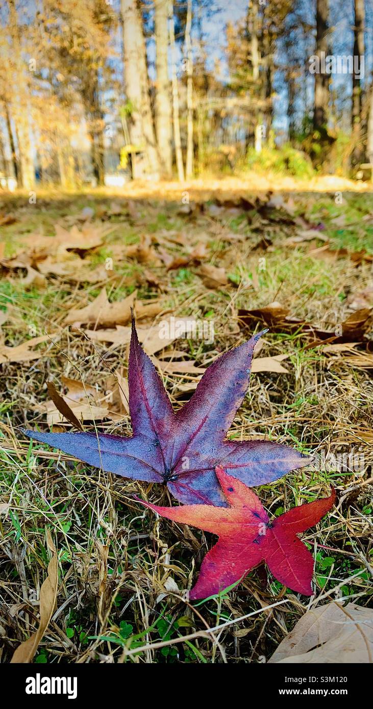 Sweet Gum Tree High Resolution Stock Photography and Images - Alamy